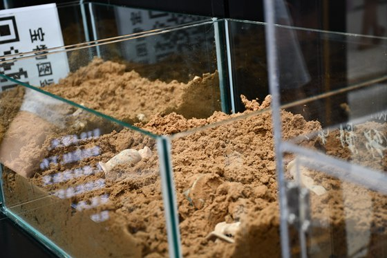 “A journey to the Museum: the interactive exhibition of the ...